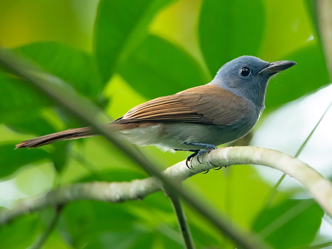 Blue Paradise-Flycatcher - eBird