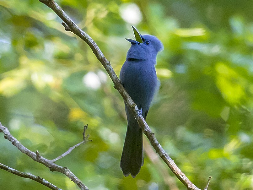 Blue Paradise-Flycatcher - eBird