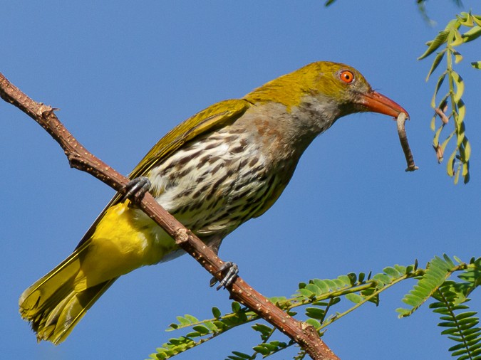Philippine Oriole - eBird