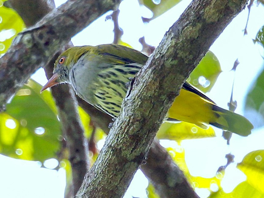 Philippine Oriole - eBird