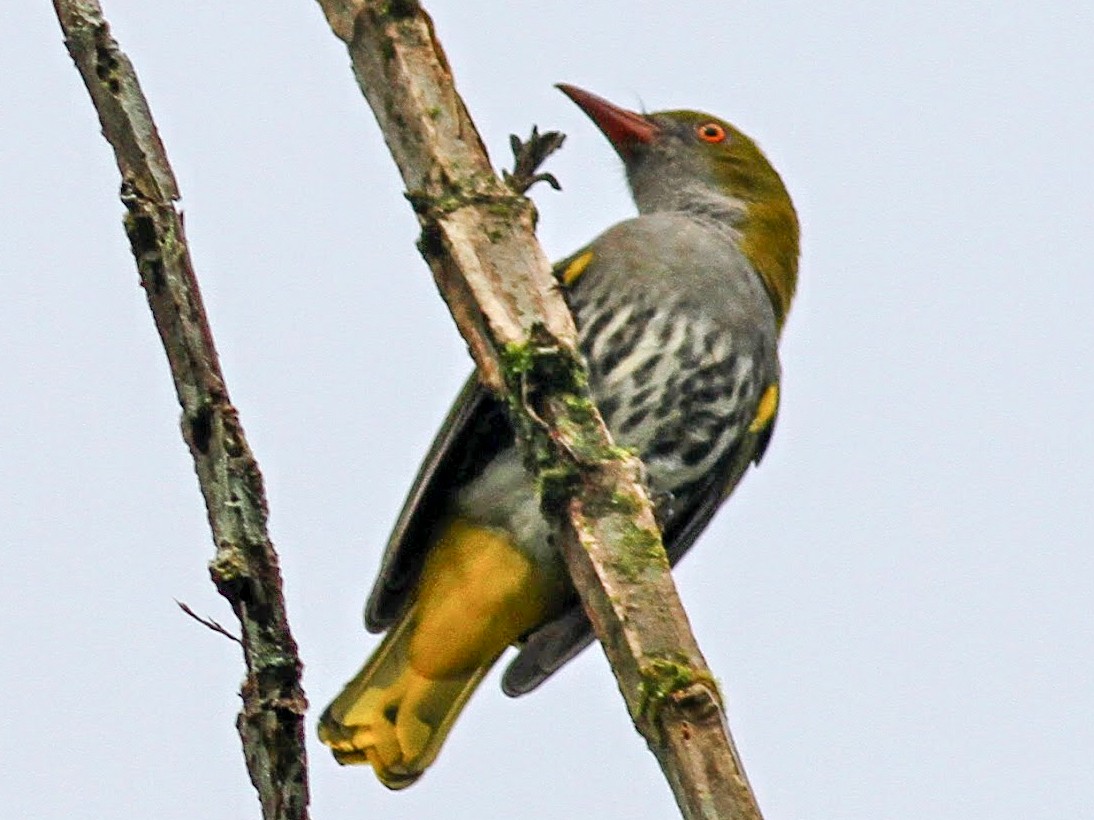 Philippine Oriole - eBird