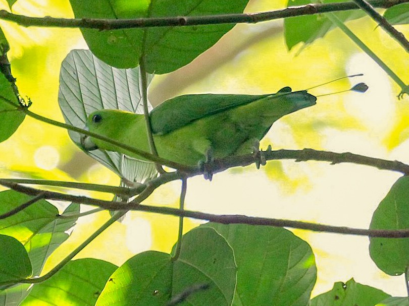 Green Racquet-tail - eBird