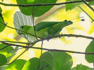 Green Racquet-tail - eBird