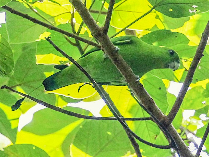 Green Racquet-tail - eBird