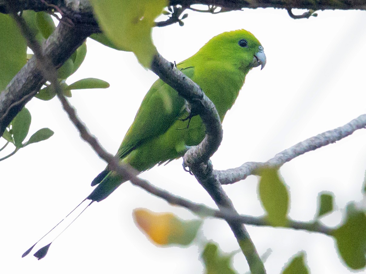Green Racquet-tail - eBird