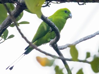 Green Racket-tail - eBird
