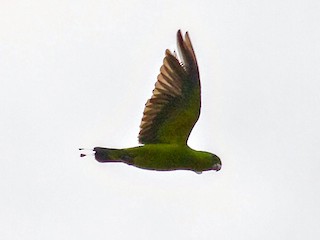 Green Racket-tail - eBird