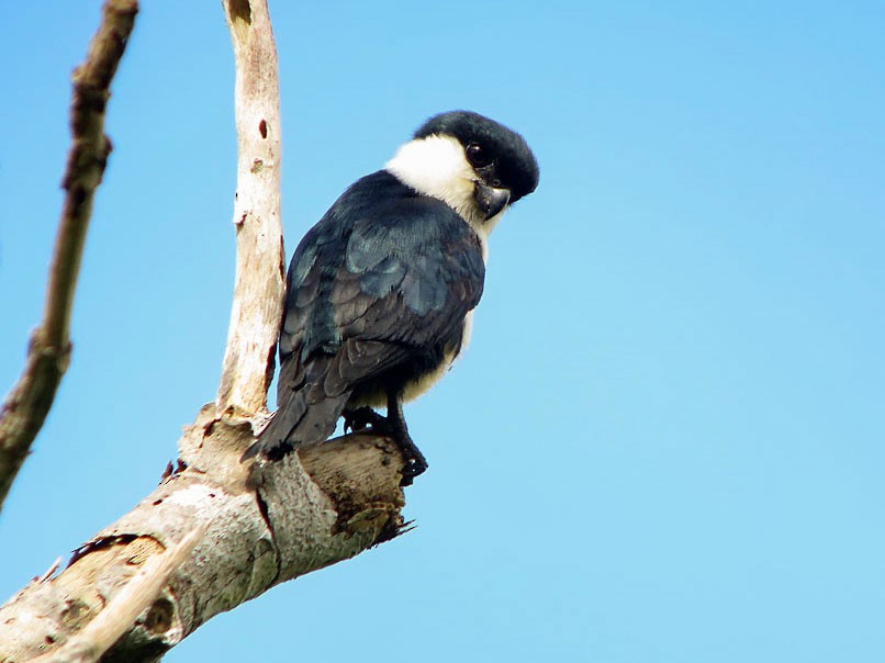 Philippine Falconet - eBird