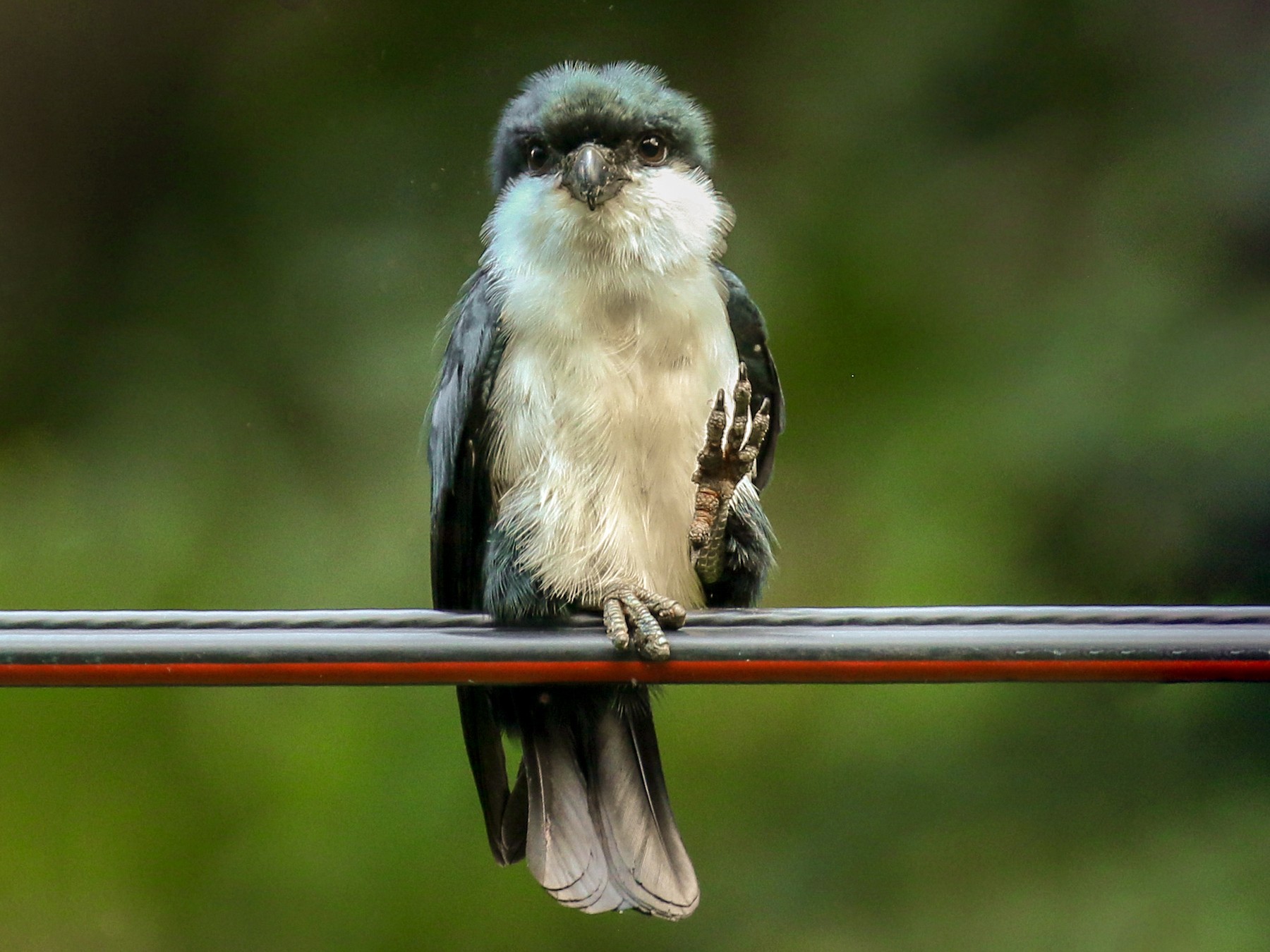 Falconete Filipino - eBird