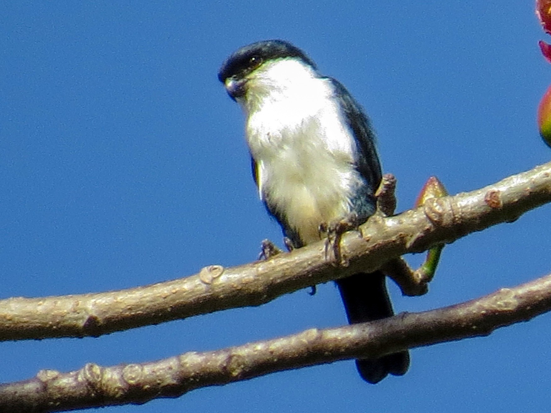 Philippine Falconet - eBird