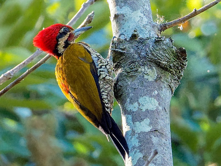 Spot-throated Flameback - eBird