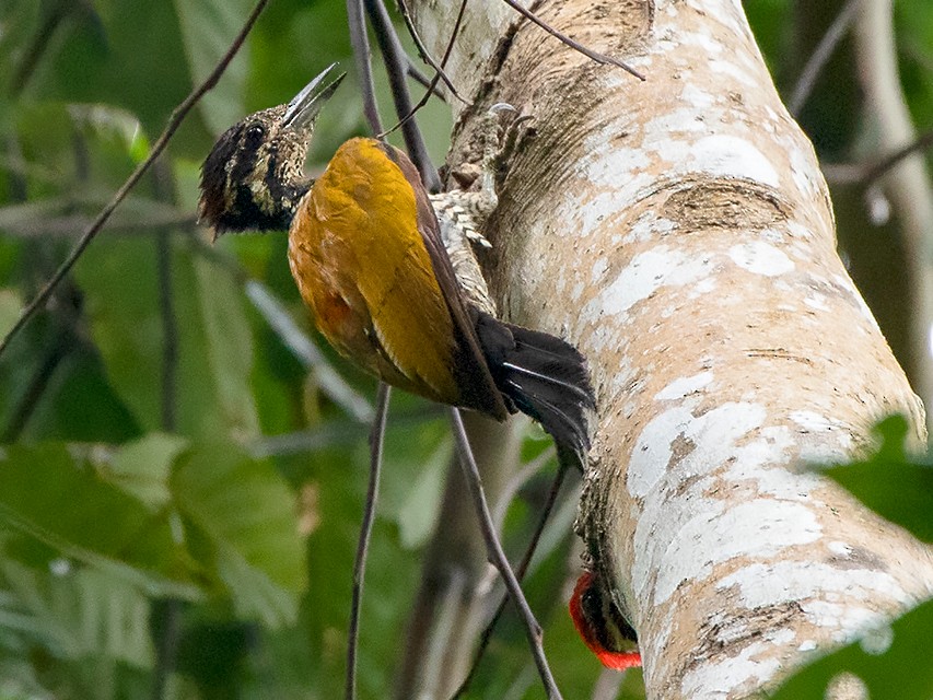 Spot-throated Flameback - eBird