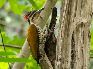 Spot-throated Flameback - eBird
