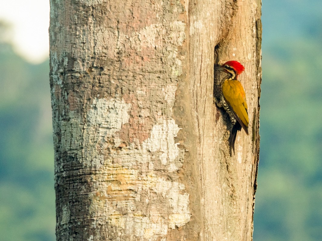 Spot-throated Flameback - eBird