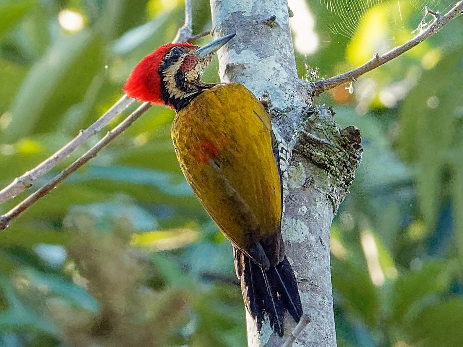 Pito Culirrojo de Filipinas - eBird