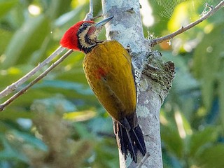 Spot-throated Flameback - eBird