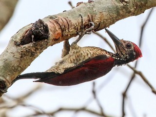 Luzon Flameback - eBird