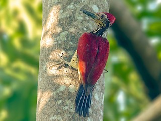 Luzon Flameback - eBird