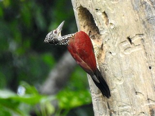 Luzon Flameback - eBird