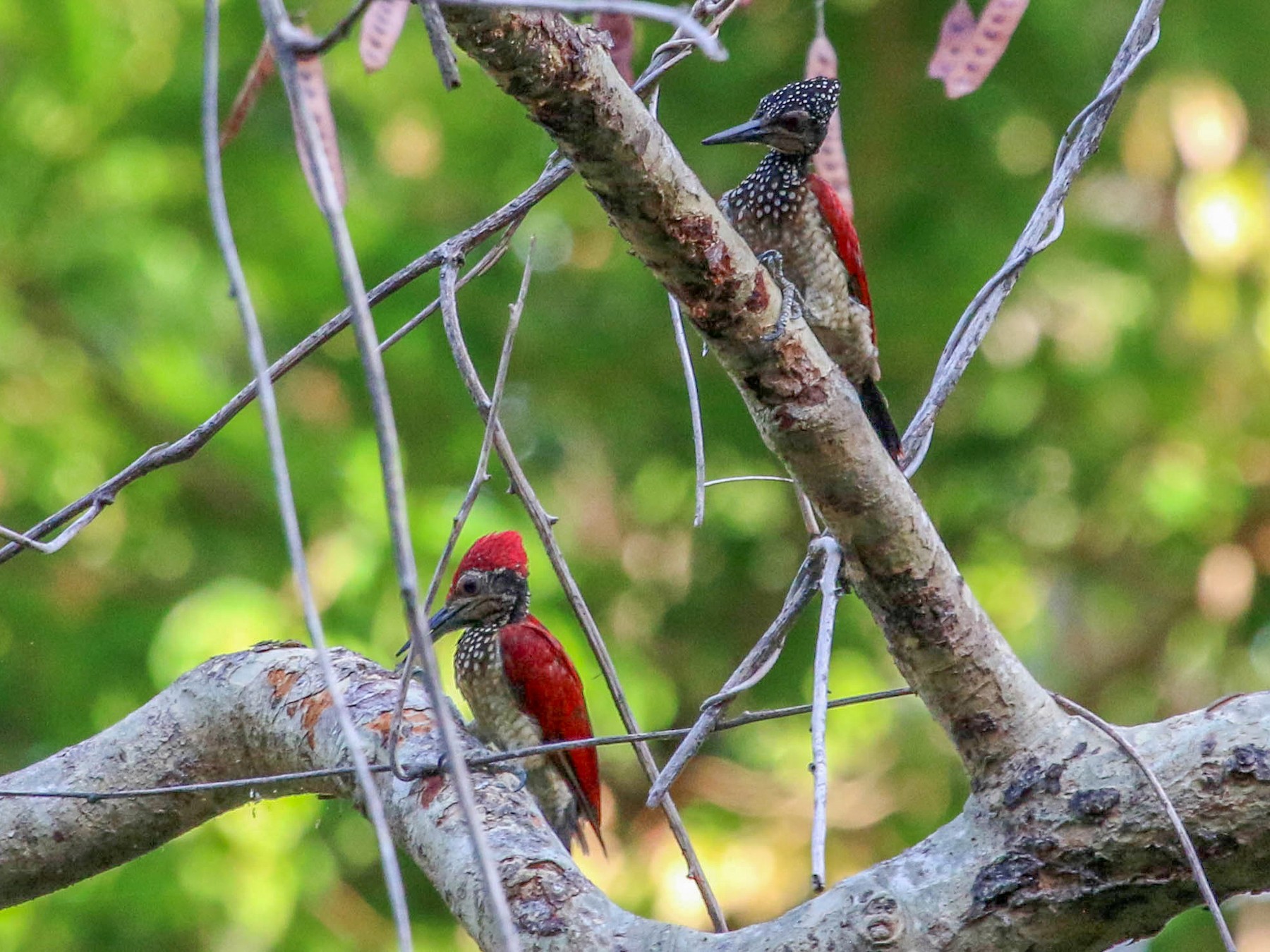 Pito Sultán de Luzón - eBird
