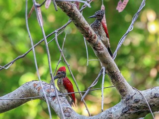 Luzon Flameback - eBird