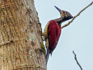 Luzon Flameback - eBird