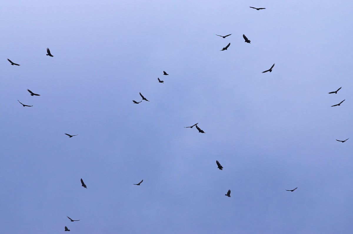 eBird Checklist - 30 Sep 2020 - Glenwood City, St. Croix County ...