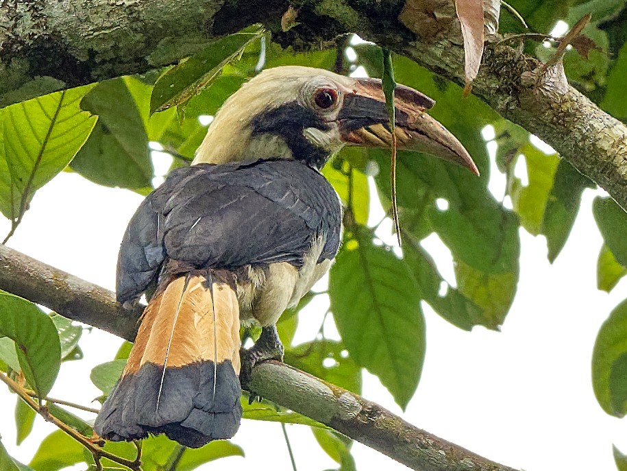 Mindanao Hornbill - eBird