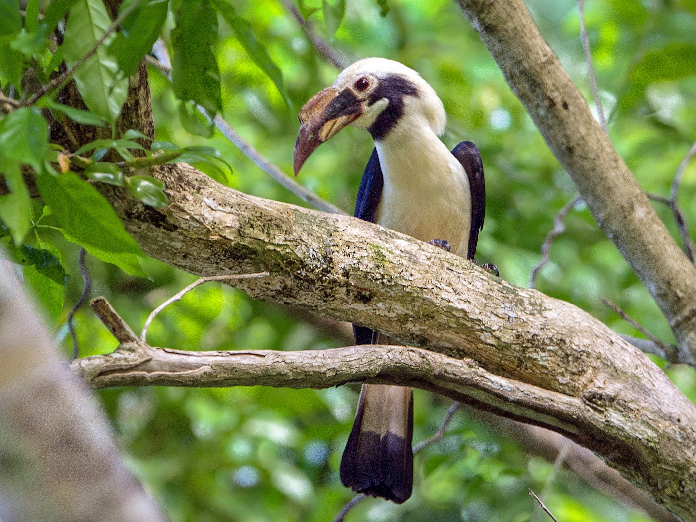 Mindanao Hornbill - eBird