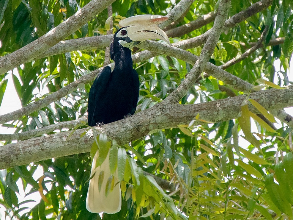 Palawan Hornbill - eBird