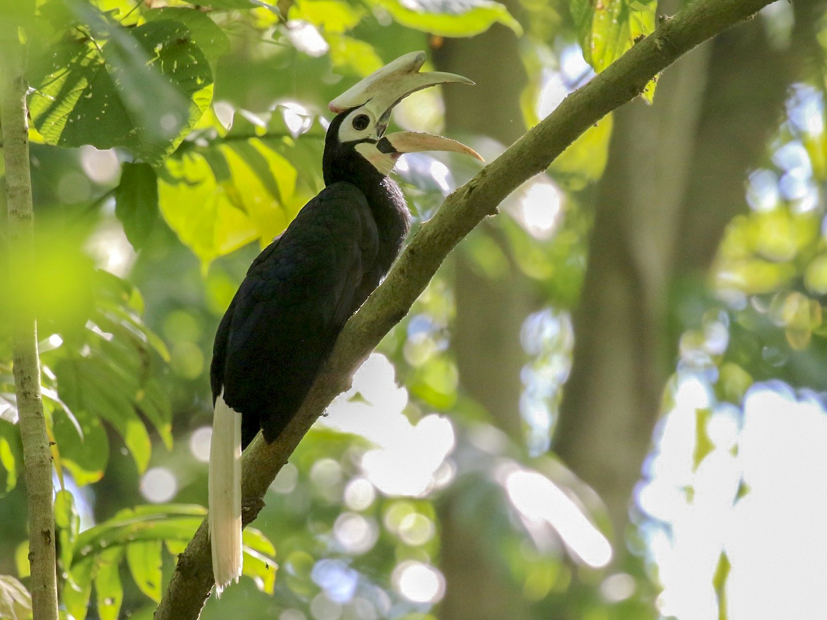 Palawan Hornbill - eBird