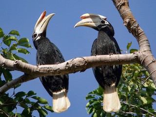 Palawan Hornbill - eBird