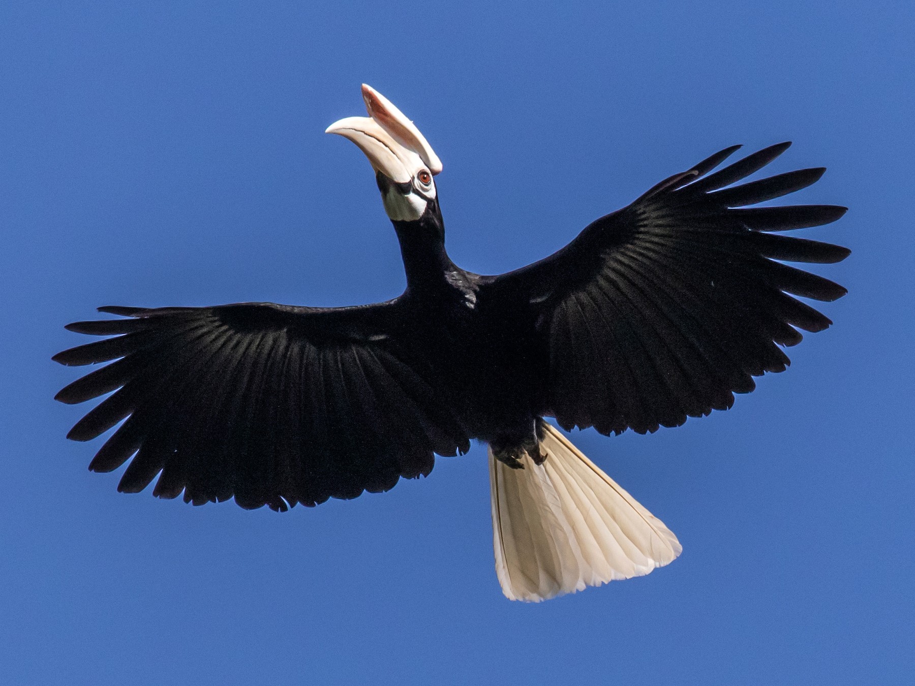 Palawan Hornbill - eBird