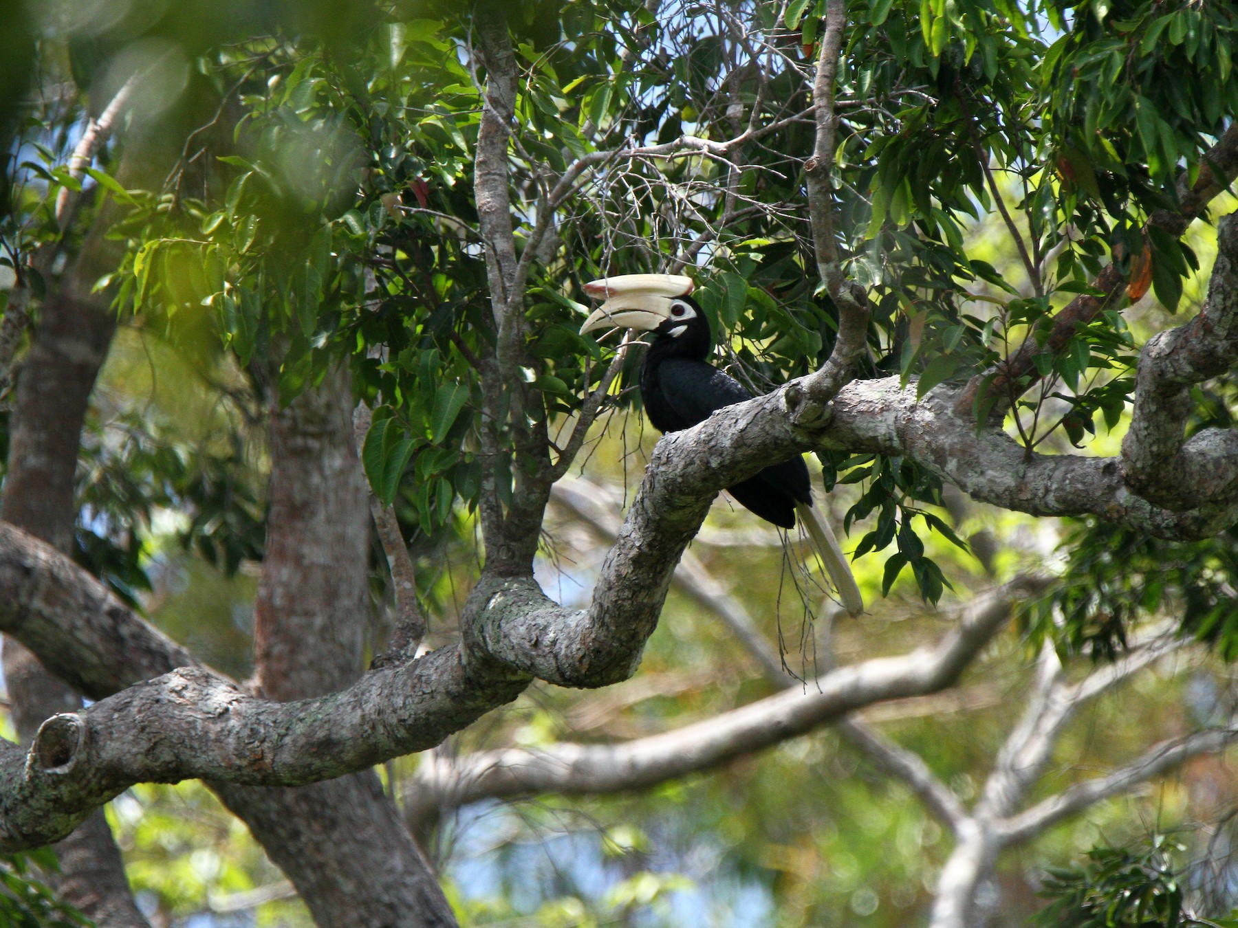 Palawan Hornbill - eBird