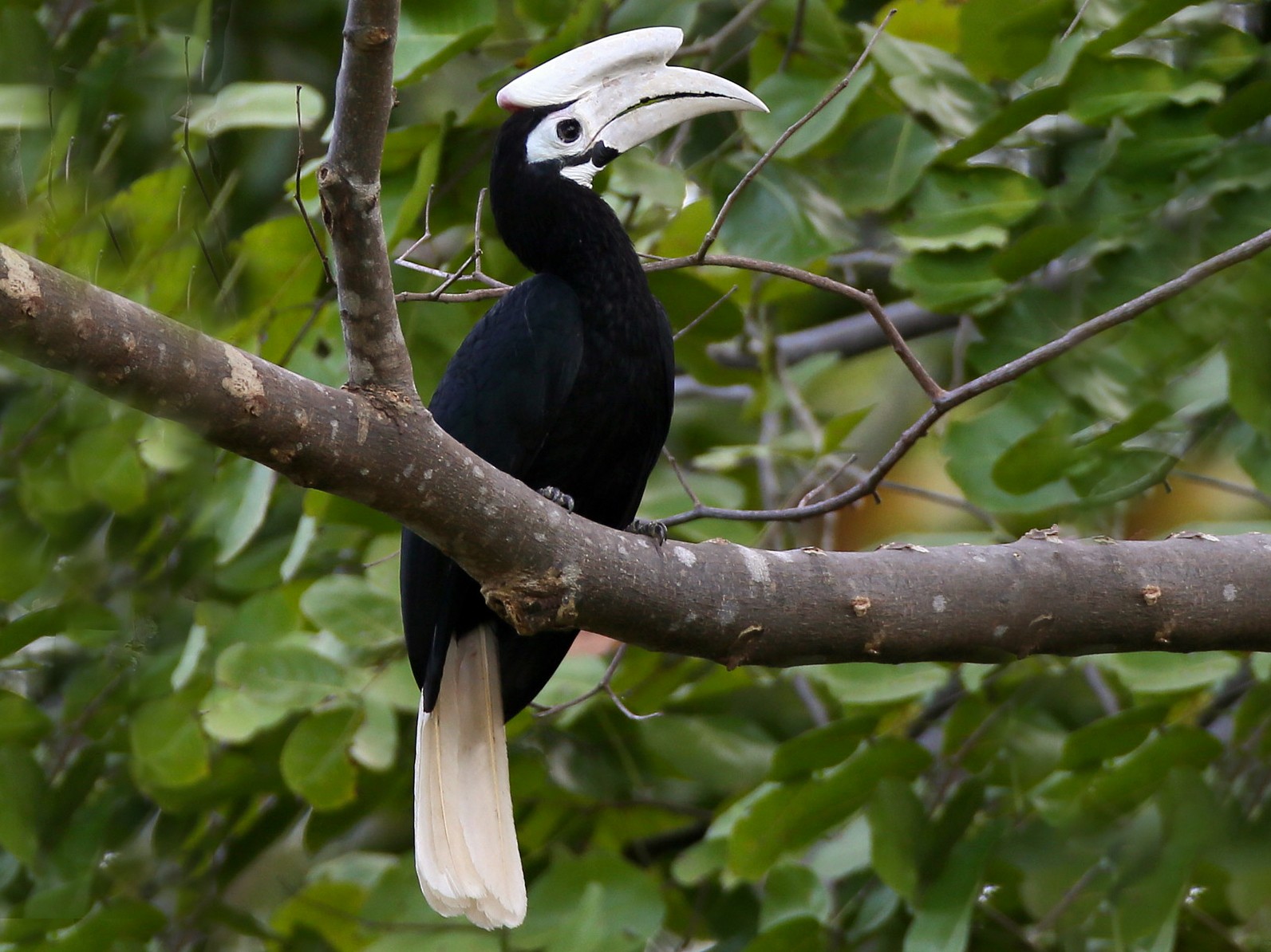 Palawan Hornbill - eBird