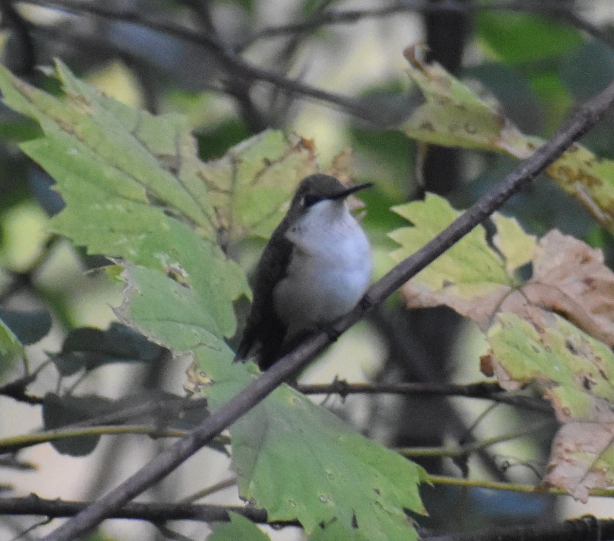 eBird Checklist - 30 Sep 2020 - Songbird Slough Forest Preserve - 41 ...