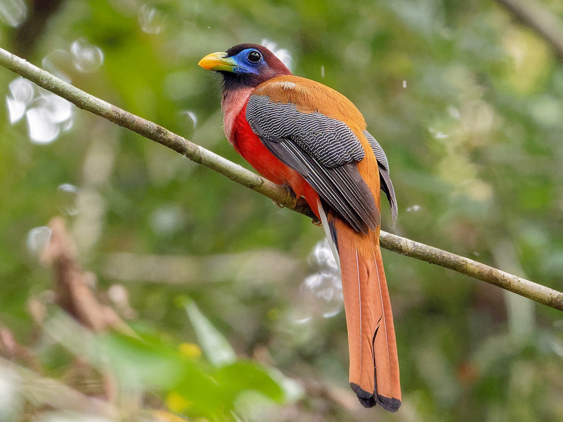 Philippine Trogon - eBird