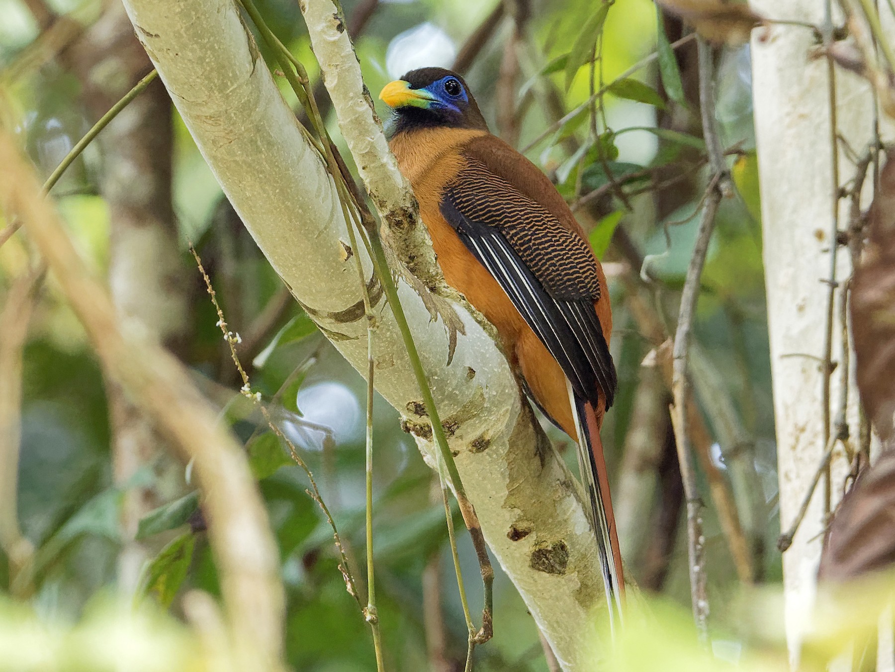 Philippine Trogon - eBird