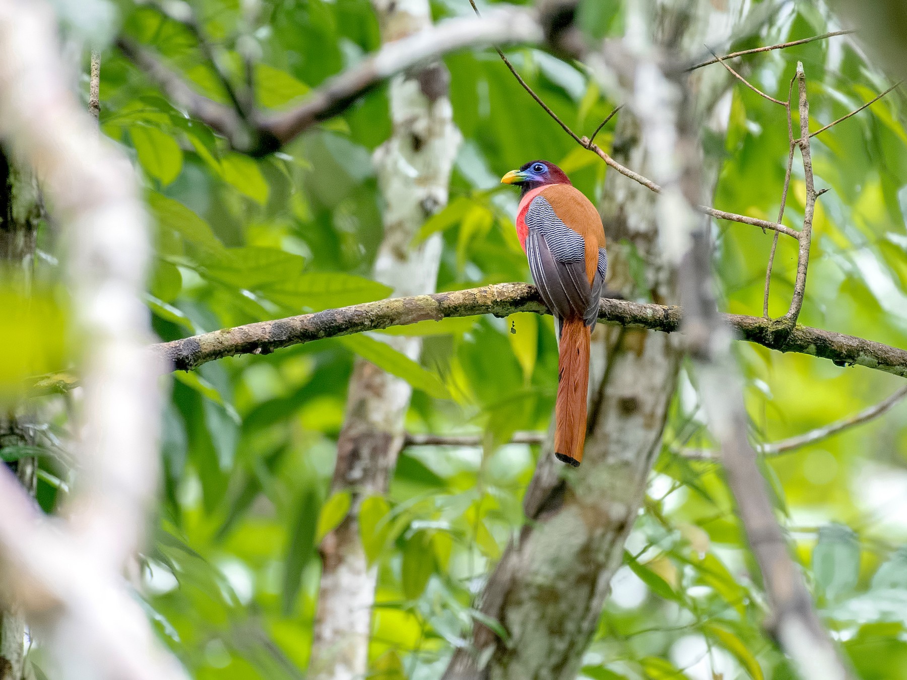 Philippine Trogon - eBird