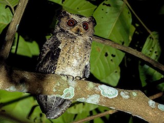 Autillo orejudo de Mindanao - eBird