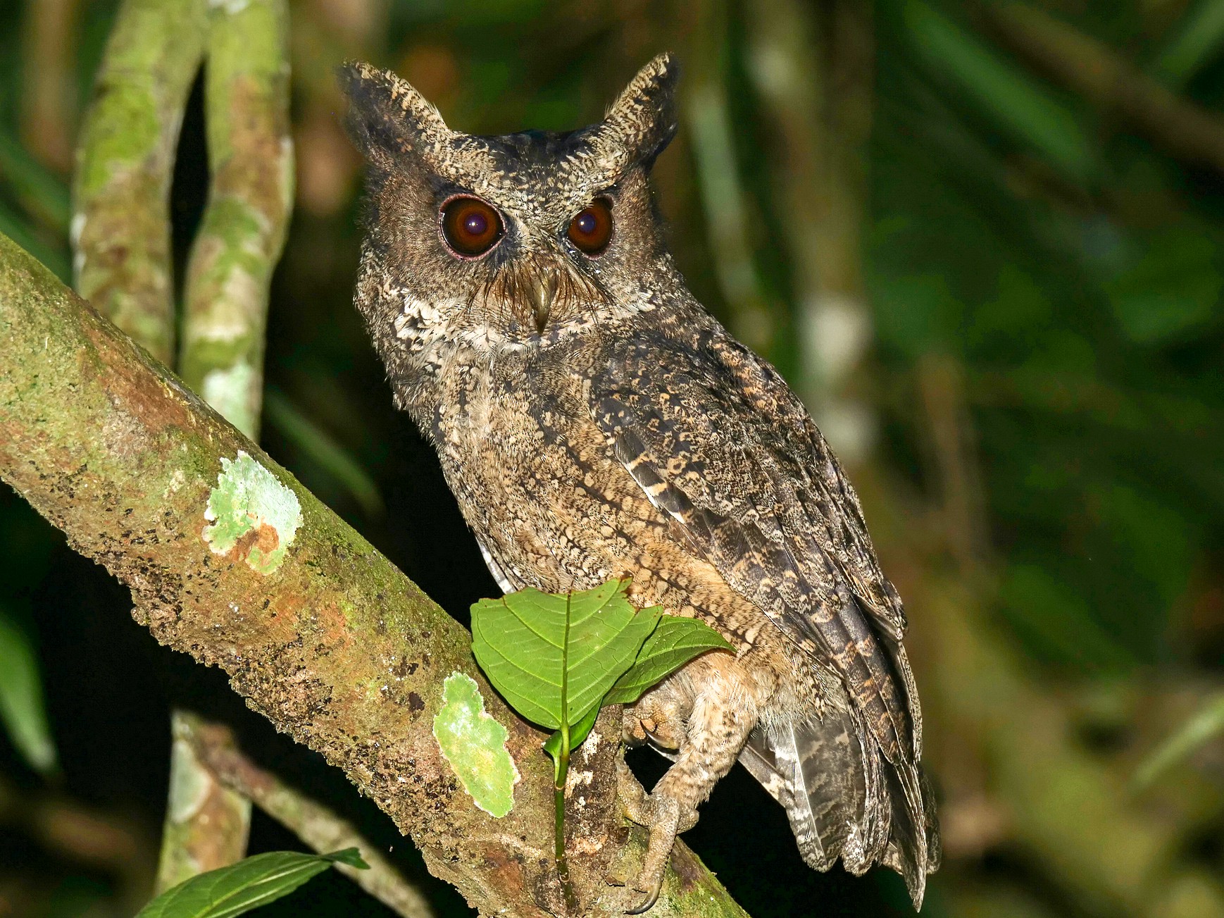 Everett's Scops-Owl - eBird