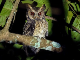 Autillo orejudo de Mindanao - eBird