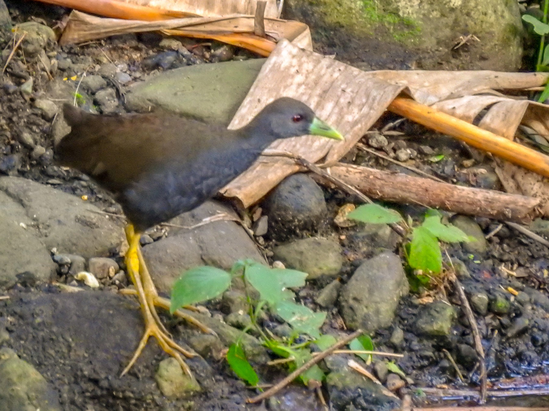 Plain Bush-hen - eBird