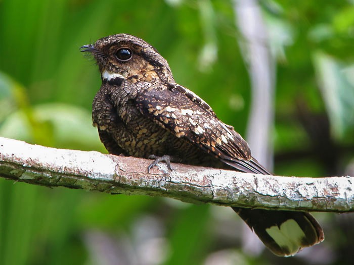 Philippine Nightjar - eBird