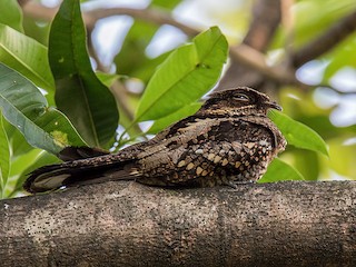 Philippine Nightjar - eBird