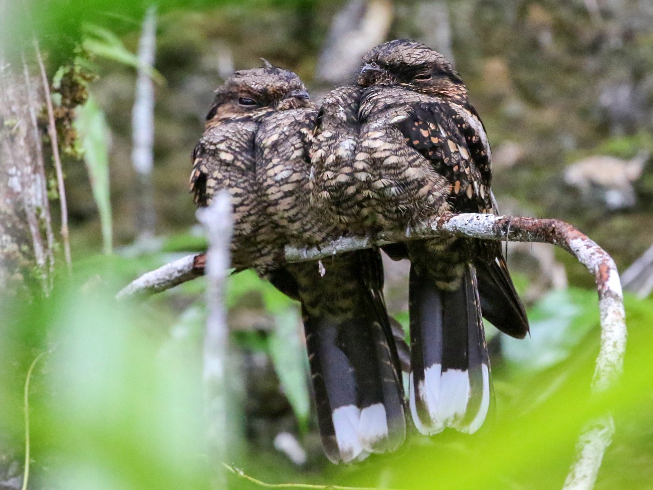 Philippine Nightjar - eBird