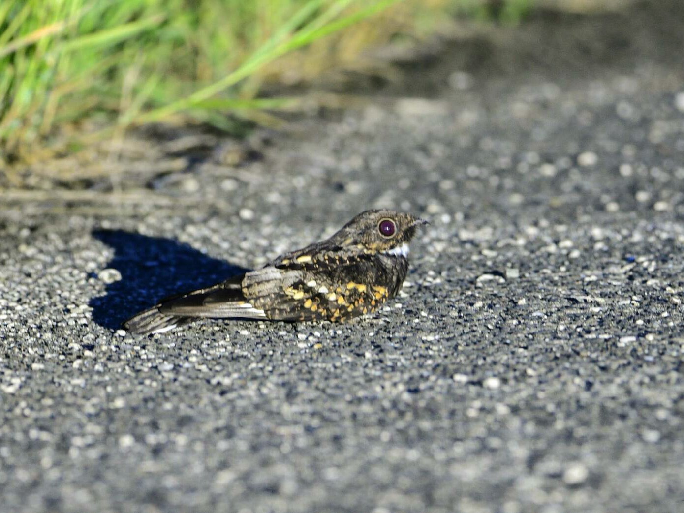 Philippine Nightjar - eBird