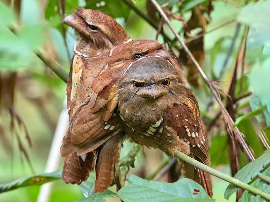 Philippine Frogmouth - eBird