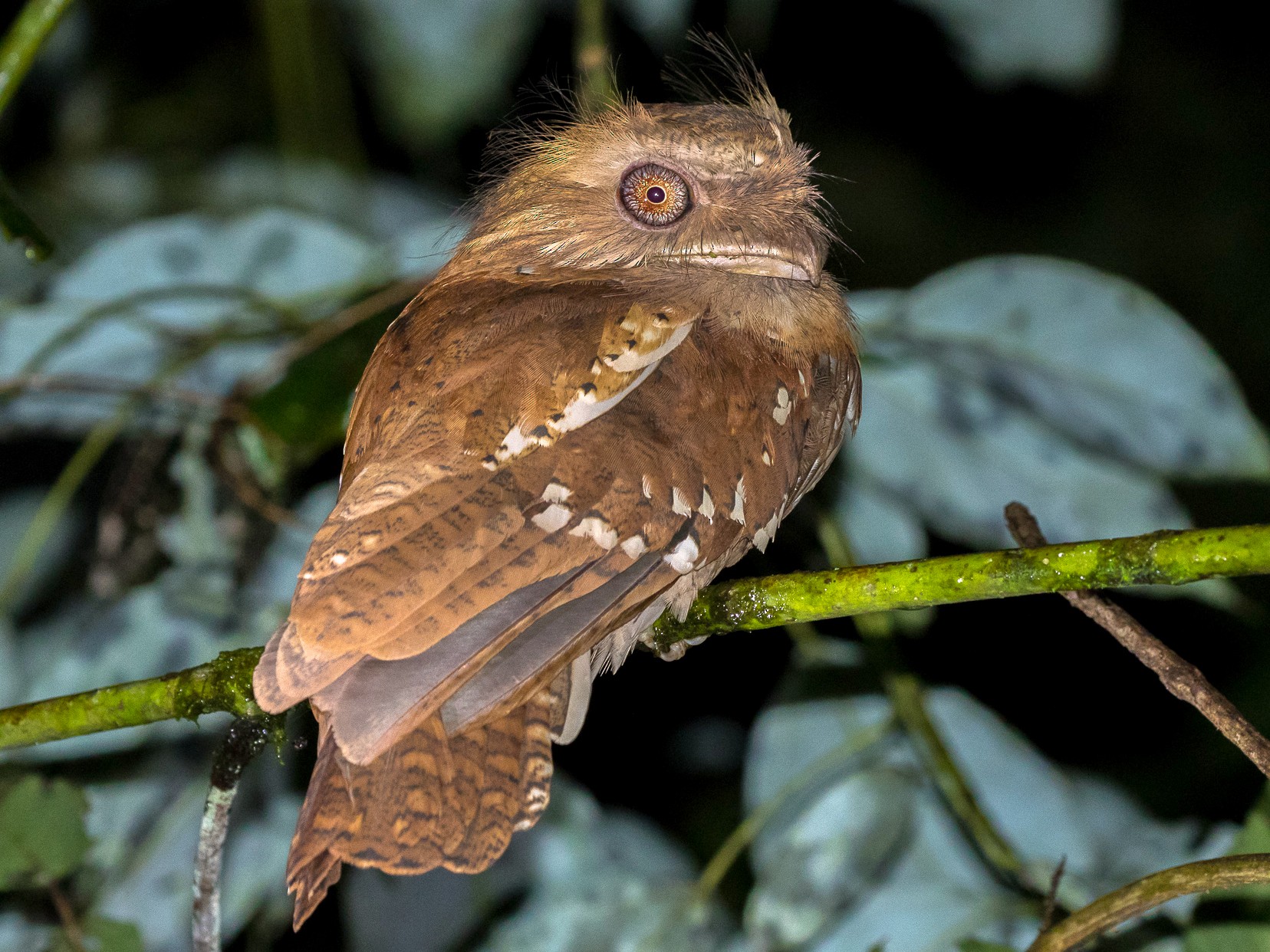 Philippine Frogmouth - eBird