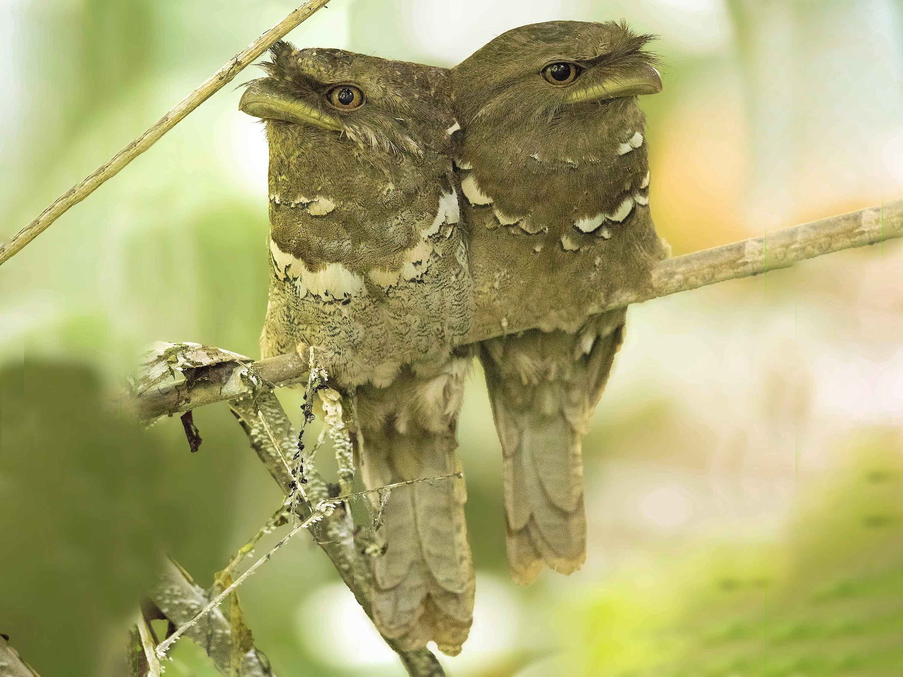 Philippine Frogmouth - eBird